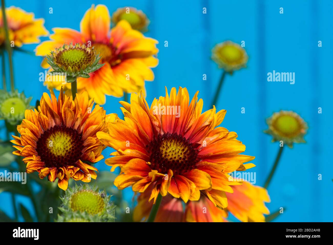 Orange cockades hi-res stock photography and images - Alamy