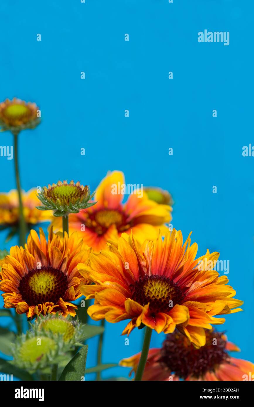 Cockades hi-res stock photography and images - Alamy