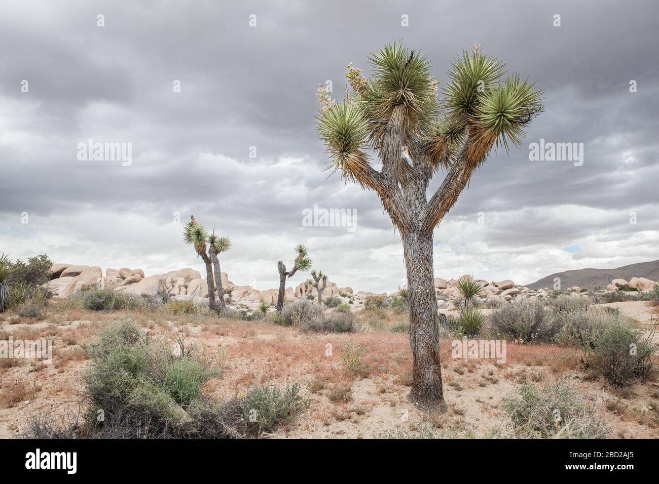 Yucca Trees in Joshua Tree National Park, California Stock Photo - Alamy