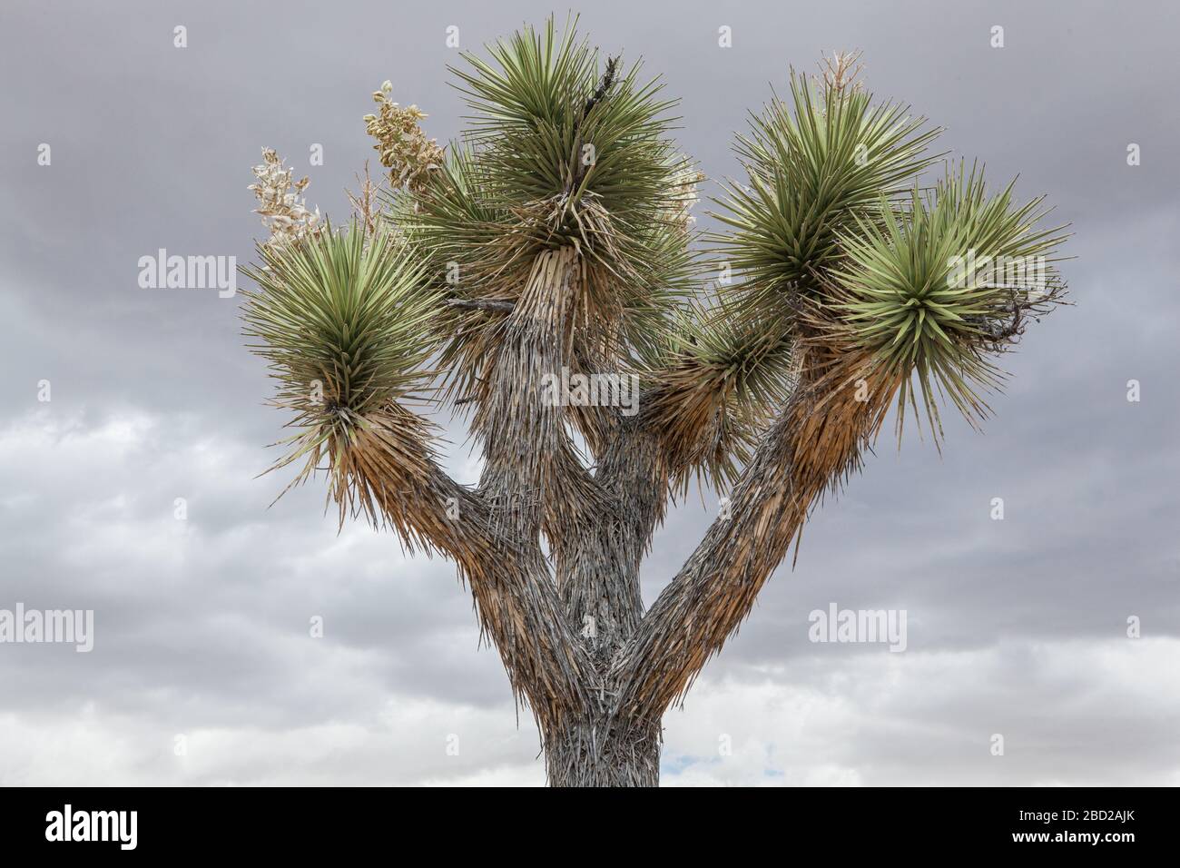 Yucca Trees in Joshua Tree National Park, California Stock Photo - Alamy