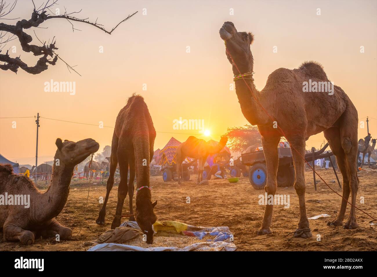 Pushkar mela camel fair festival in field eating chewing at sunset ...