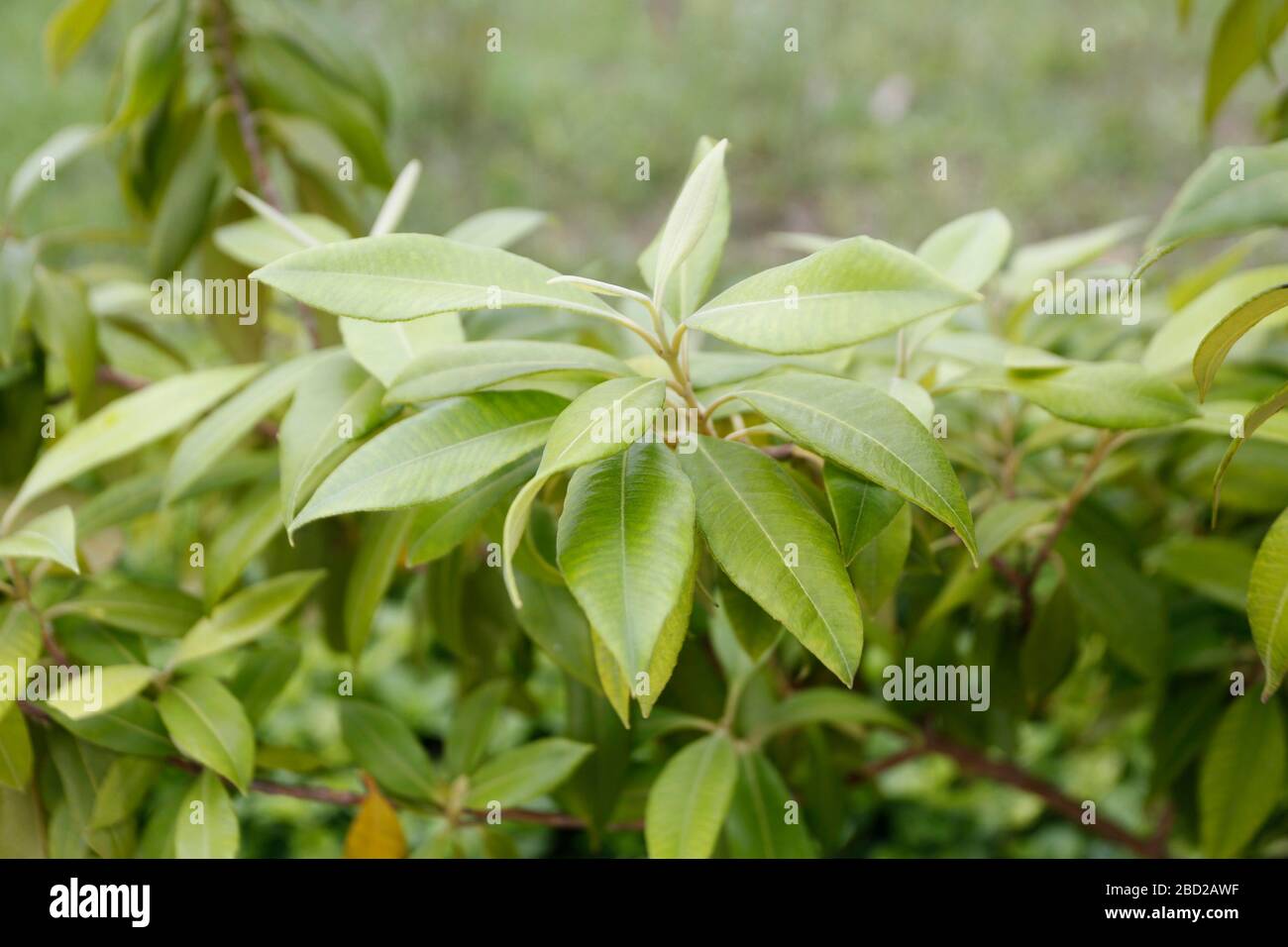 Litsea cubeba pers hi-res stock photography and images - Alamy