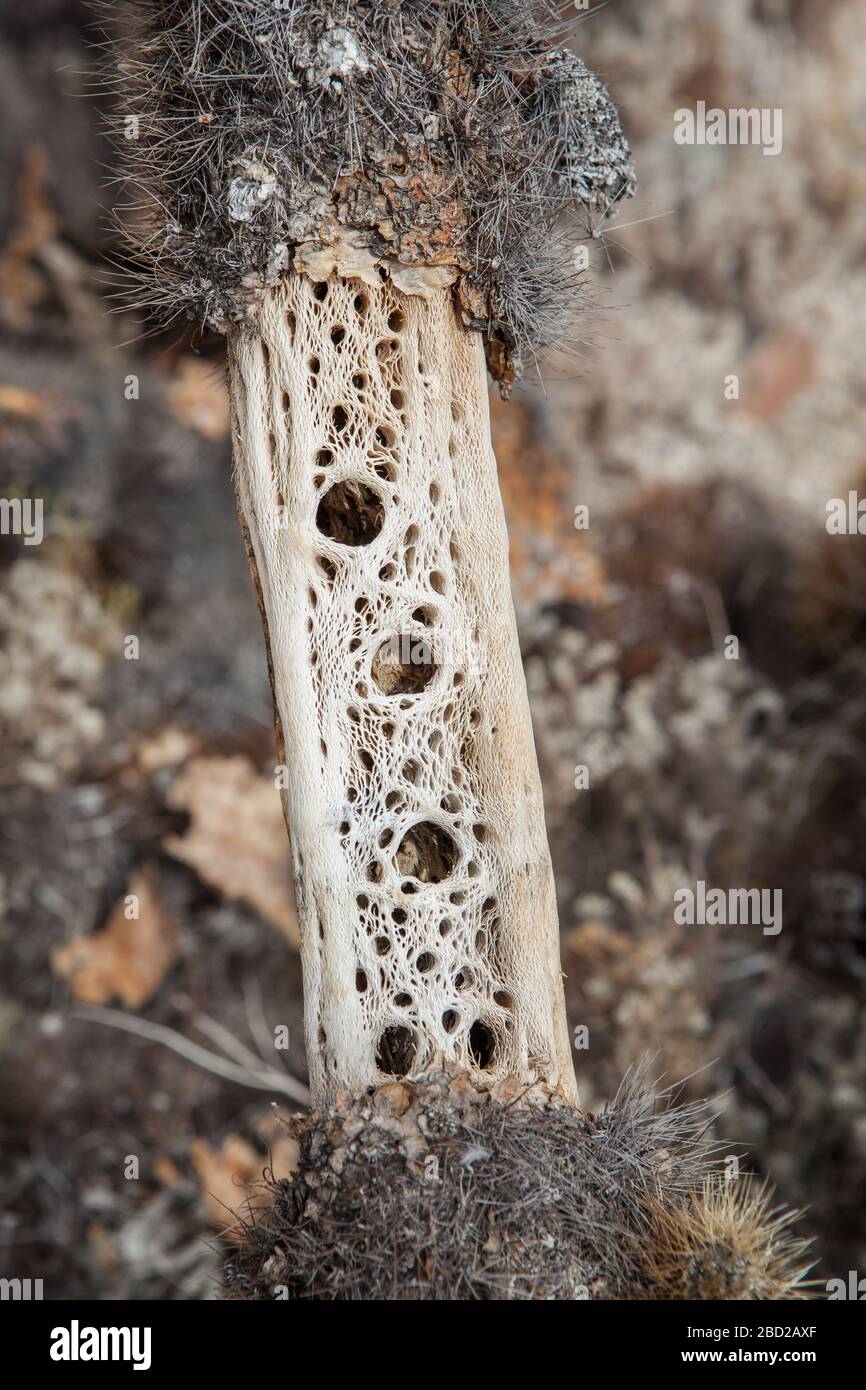 Skeleton of Cholla Cactus photographed in Joshua Tree National Park ...