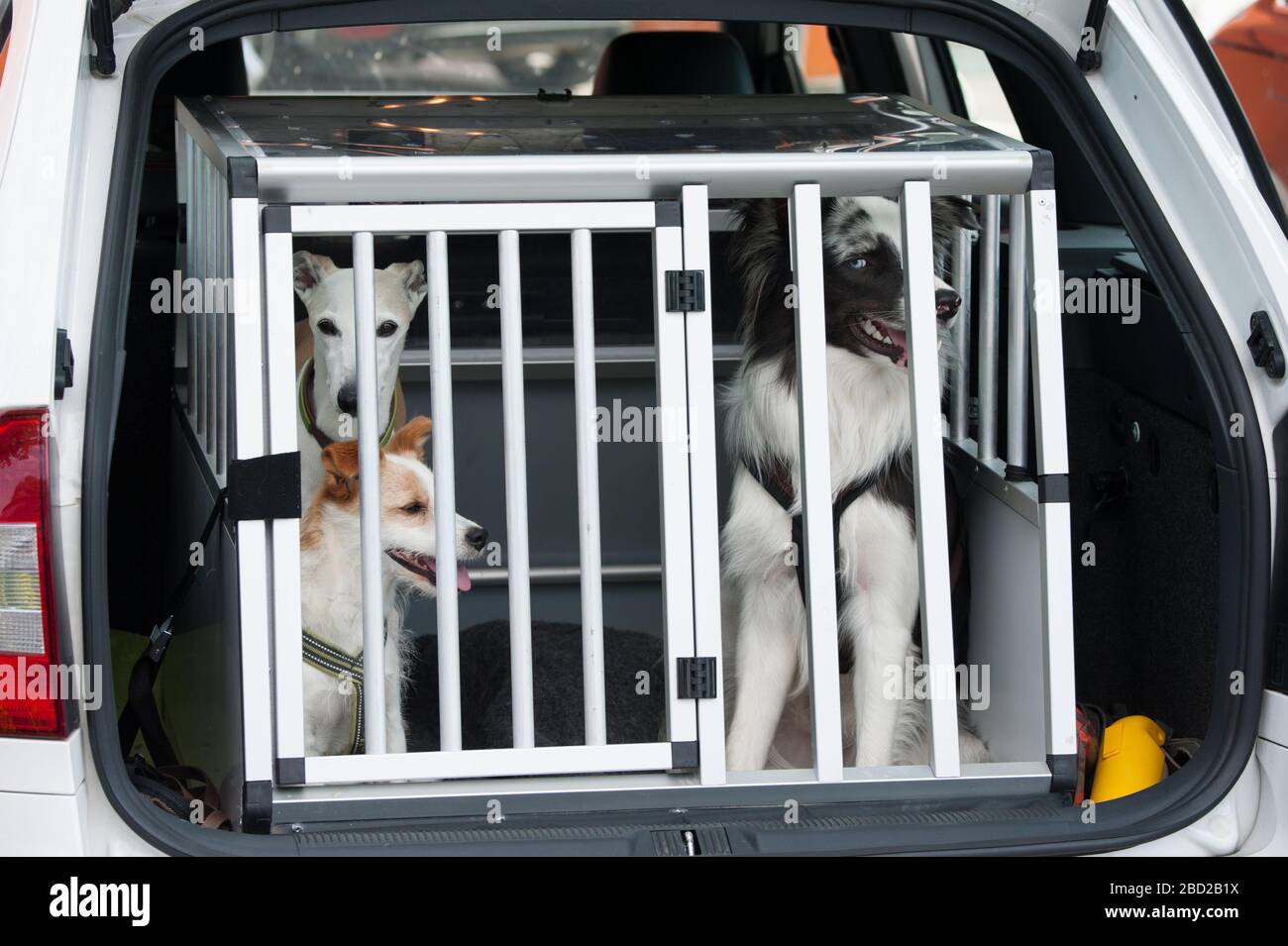 Dogs In A Tranport Box In A Car Stock Photo Alamy dogs-in-a-tranport-box-in-a-car-stock-photo-alamy