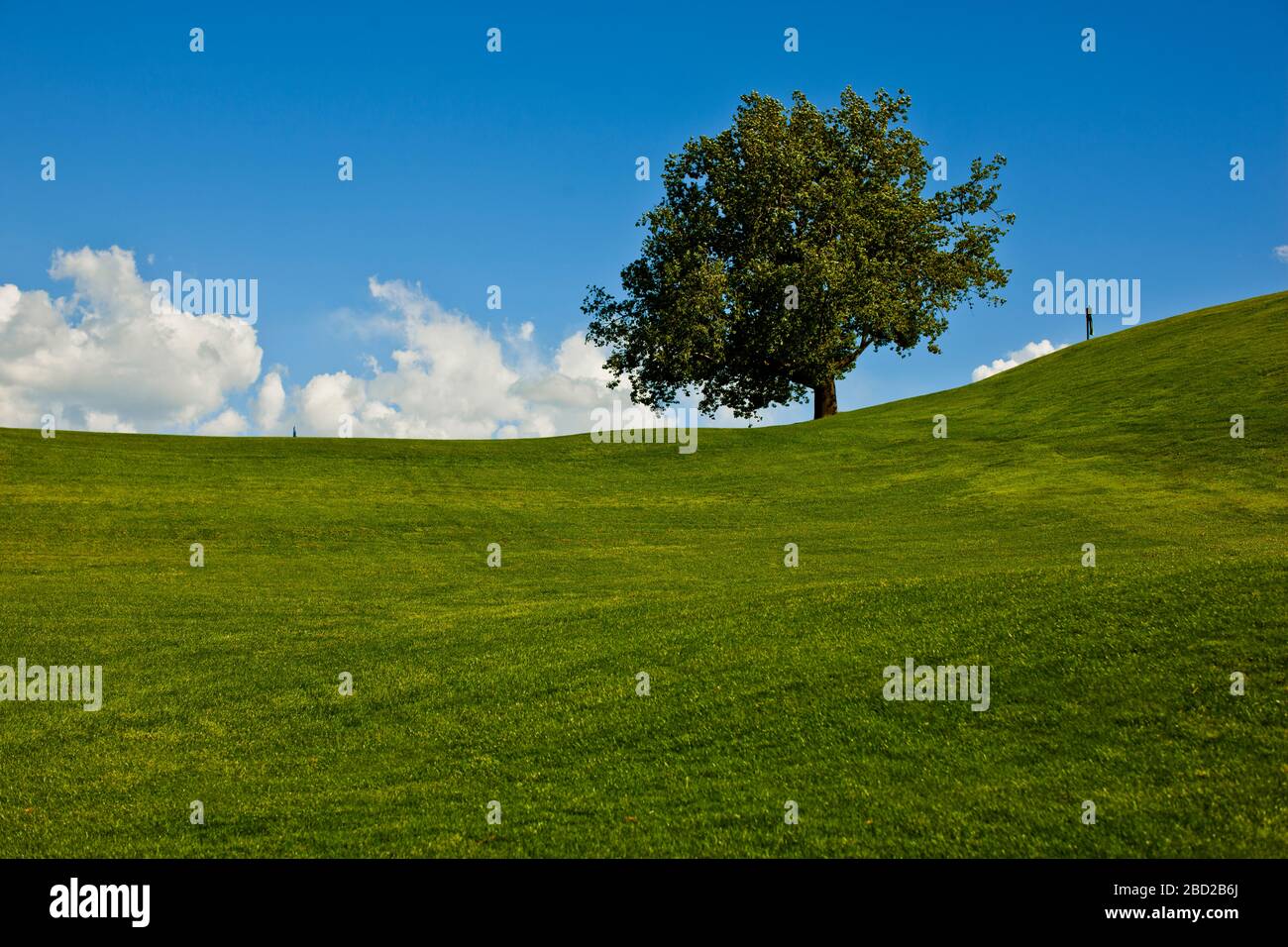 Green grass and a solitary tree on a golf course Stock Photo - Alamy