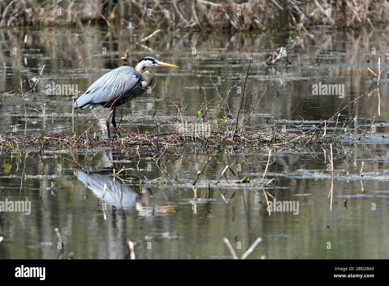Island blue heron rookery hi-res stock photography and images - Alamy