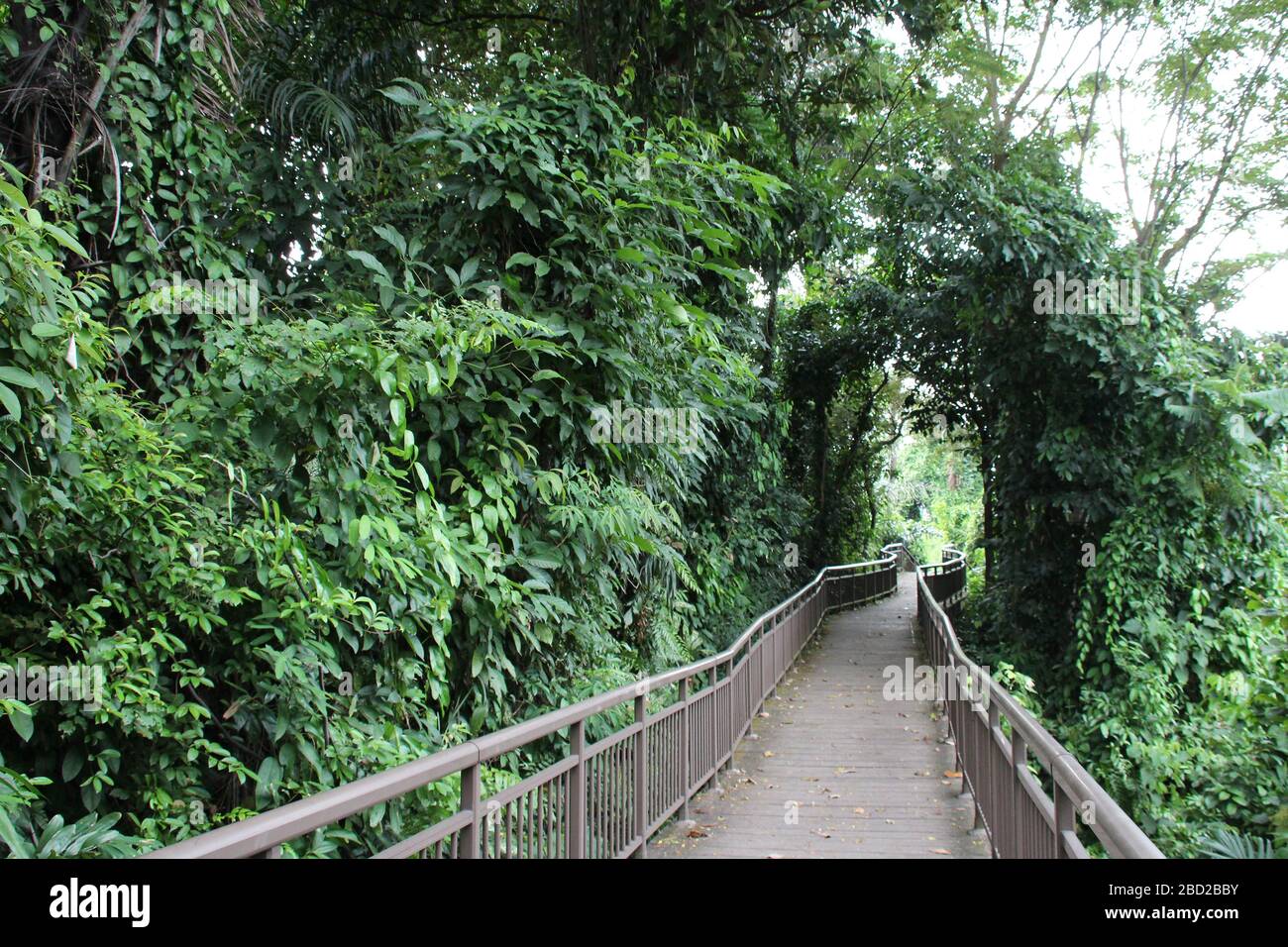 in a park (Mount Faber Park) in singapore Stock Photo - Alamy