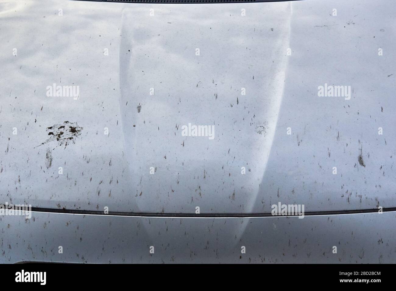 midges insects on the bumper and hood of the car Stock Photo - Alamy