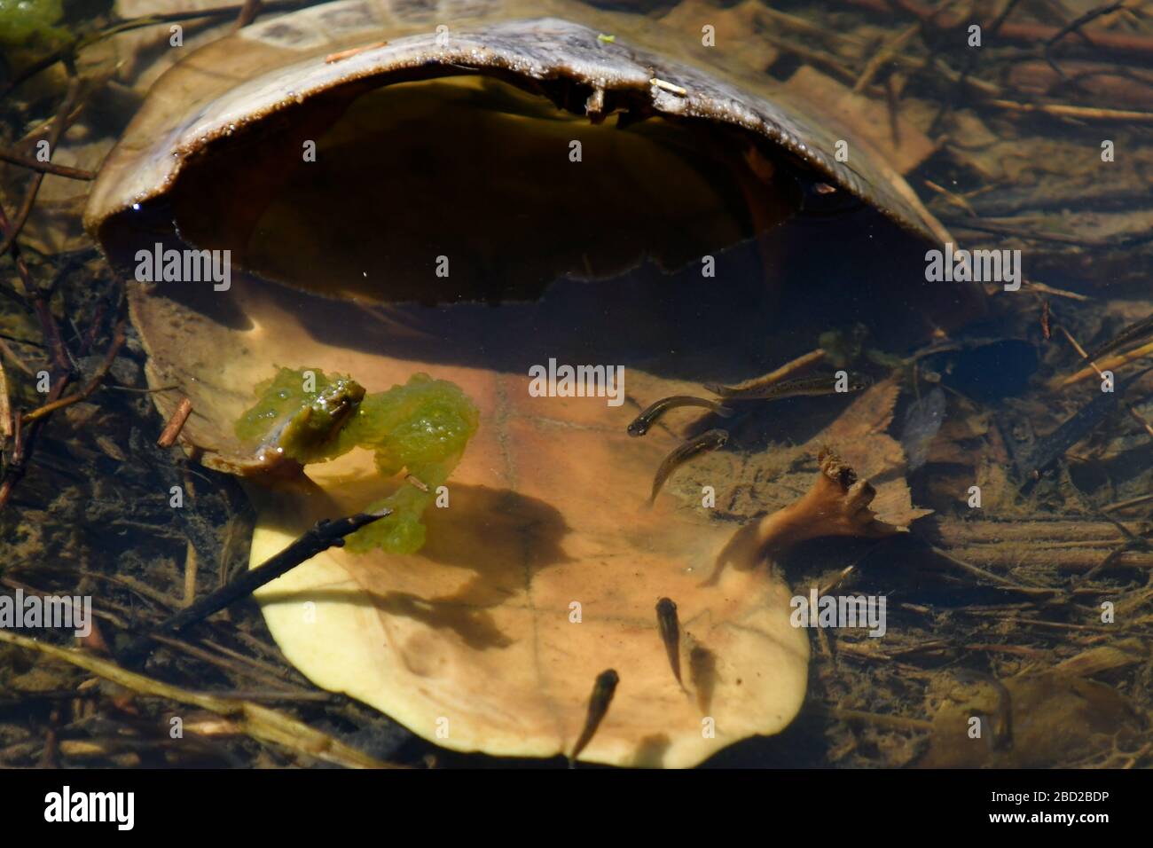 Tiny fish in shallow water using dead turtle shell as protection and ...