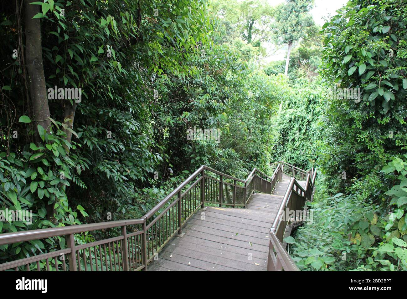 in a park (Mount Faber Park) in singapore Stock Photo - Alamy