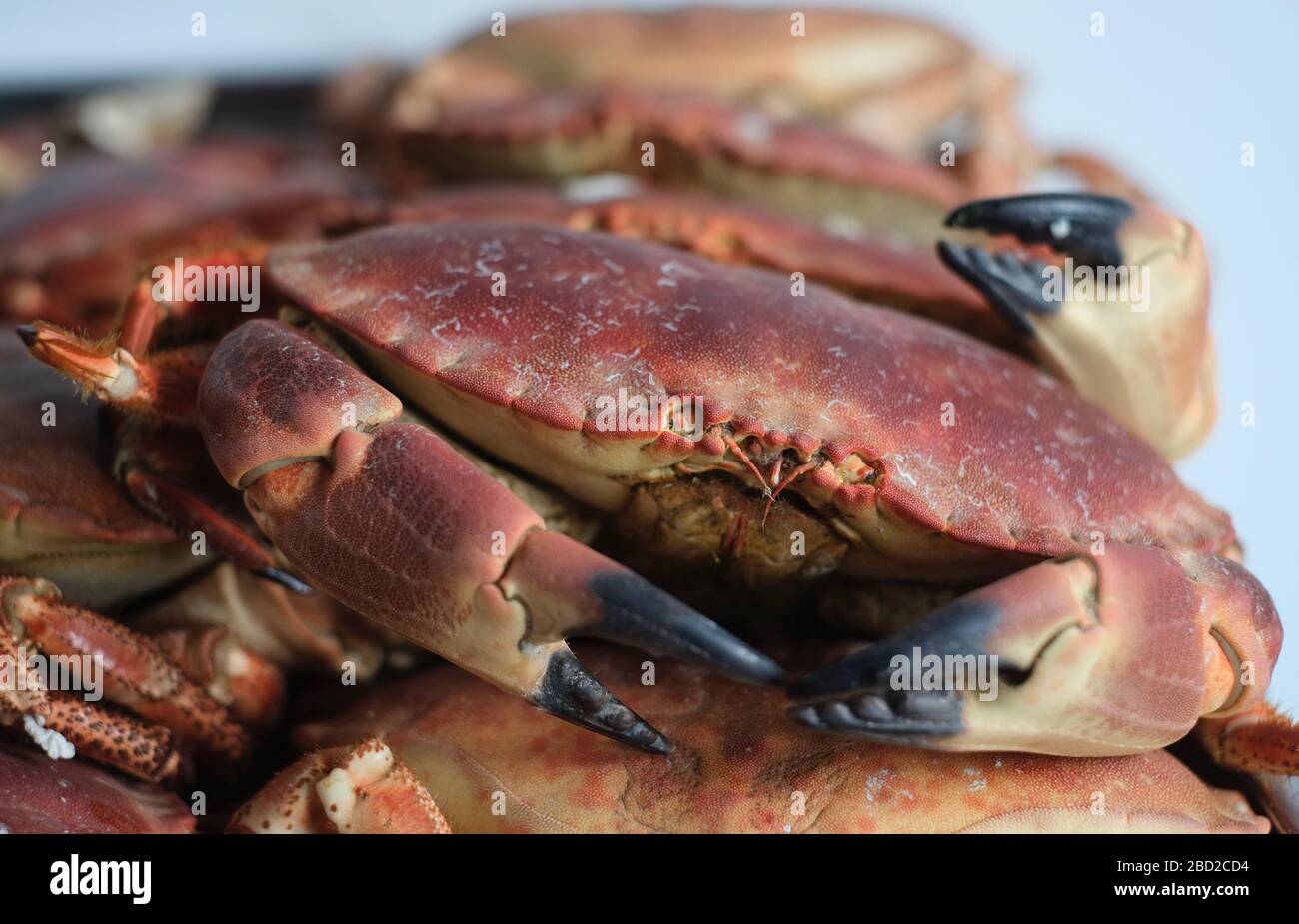 Bryher shellfish hi-res stock photography and images - Alamy