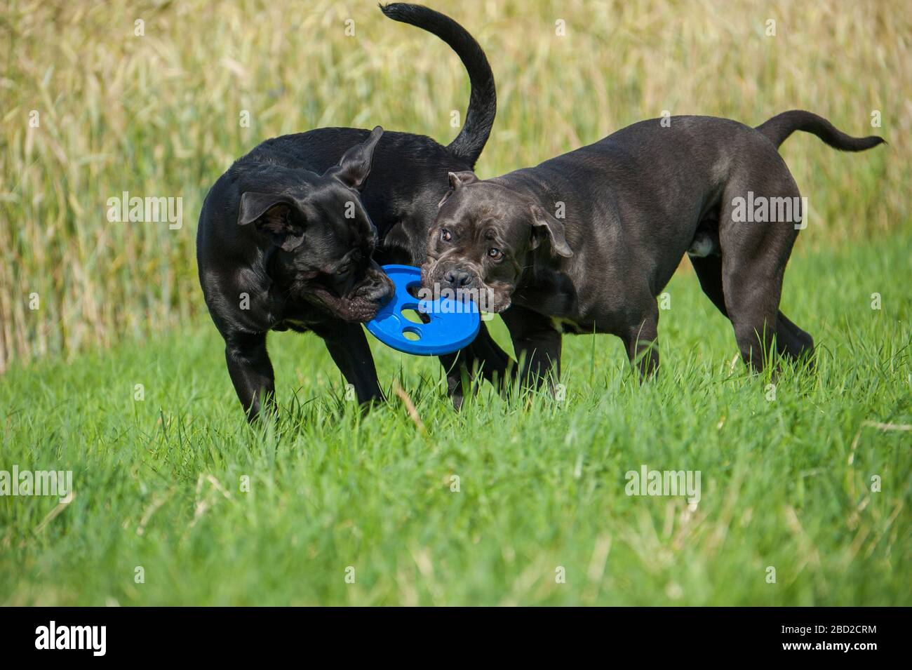 Adult cane corso dog in a summer meadow Stock Photo - Alamy