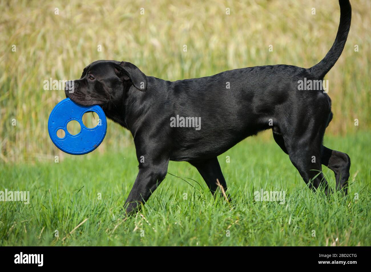 Adult cane corso dog in a summer meadow Stock Photo - Alamy
