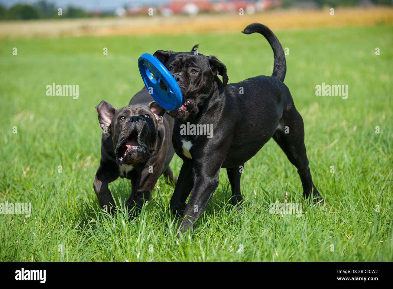 Adult cane corso dog in a summer meadow Stock Photo - Alamy