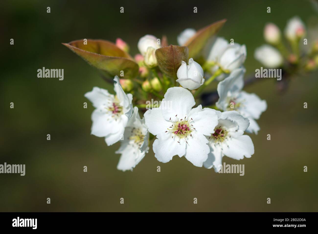 Pear tree flower blossom pink hi-res stock photography and images - Alamy