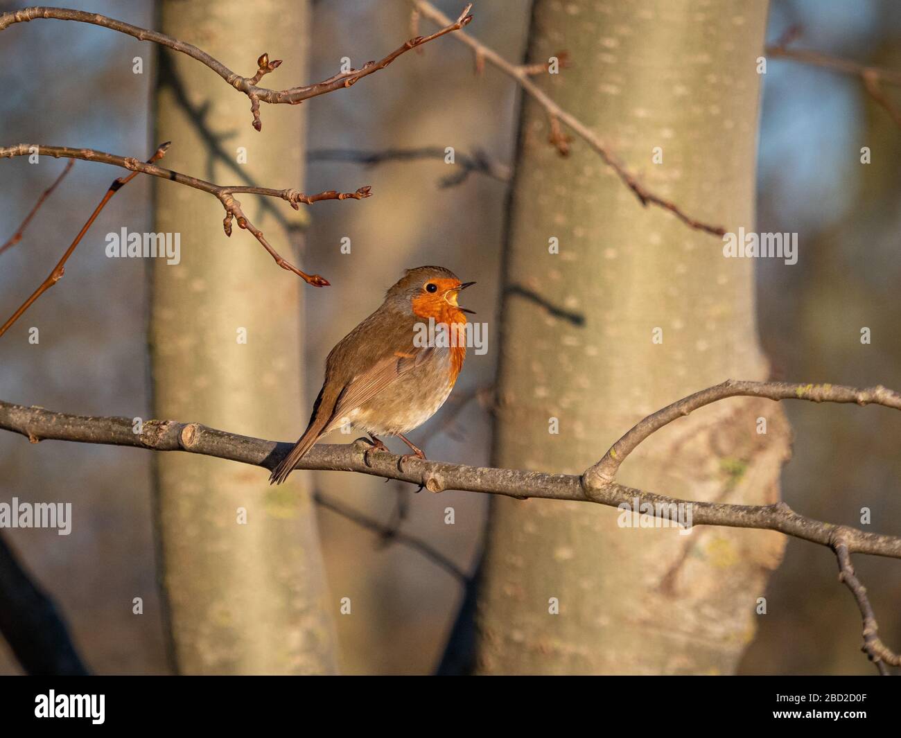 Singing nature hi-res stock photography and images - Alamy