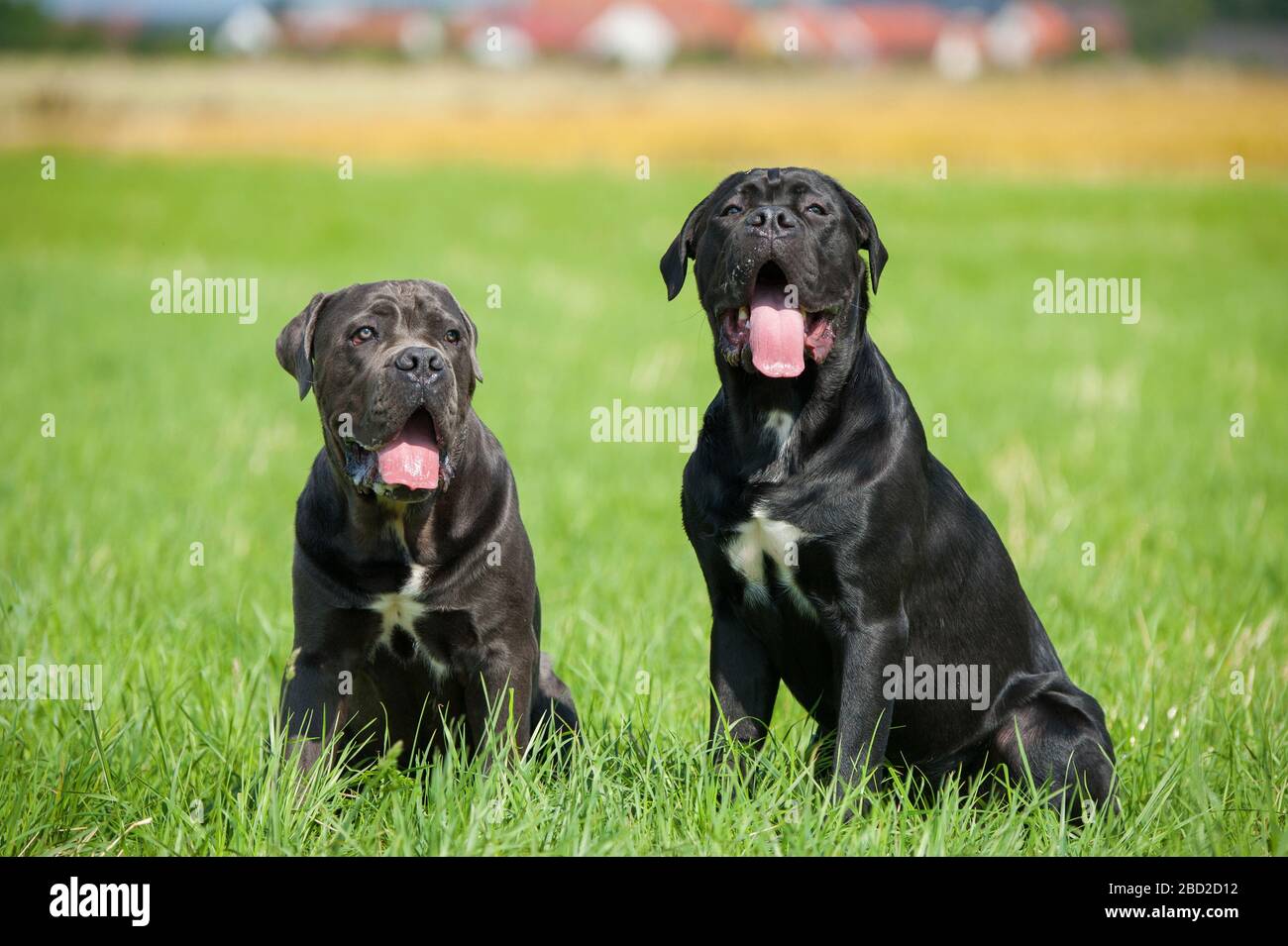Adult cane corso dog in a summer meadow Stock Photo - Alamy