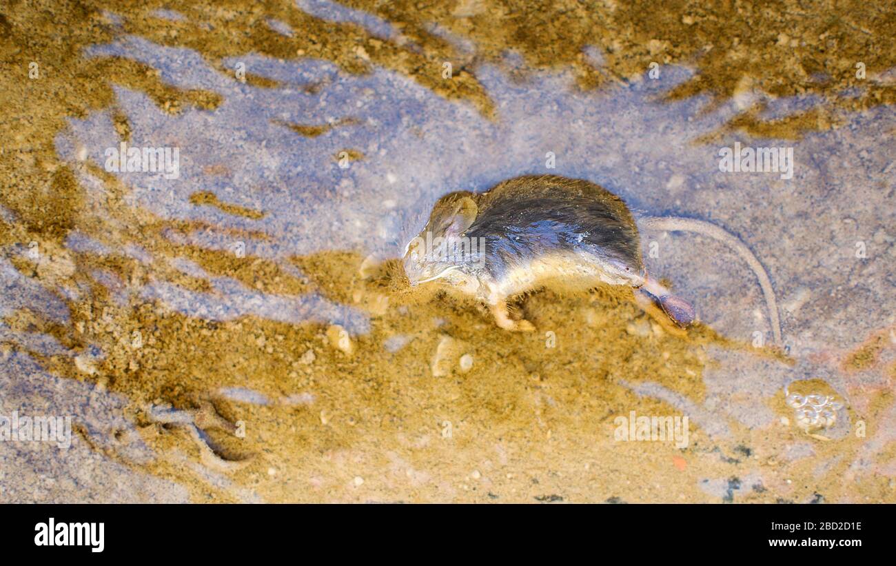 dead rat in a river polluted and dirty Stock Photo - Alamy