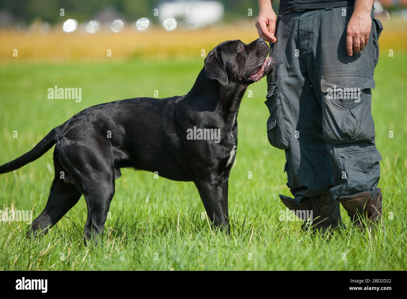 Adult cane corso dog in a summer meadow Stock Photo - Alamy