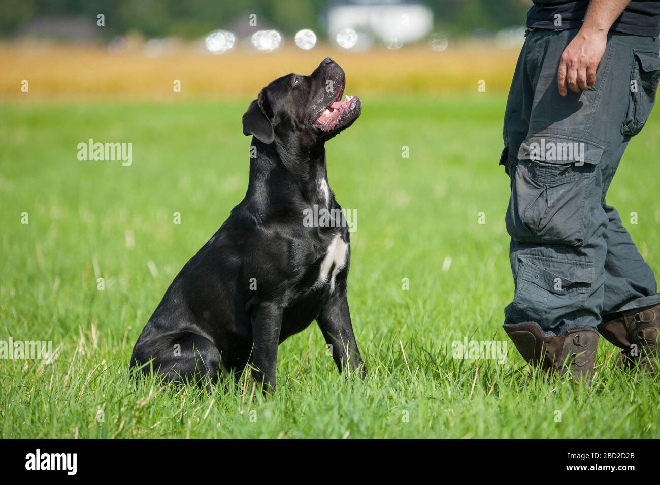 Adult cane corso dog in a summer meadow Stock Photo - Alamy