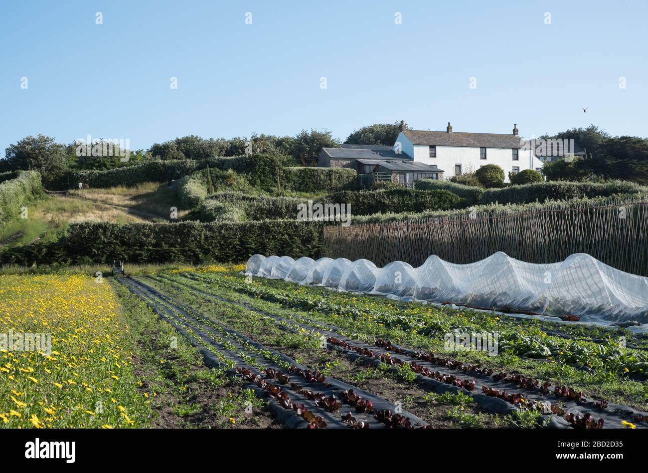 Hillside Farm on the island of Bryher, Isles of Scilly Stock Photo - Alamy