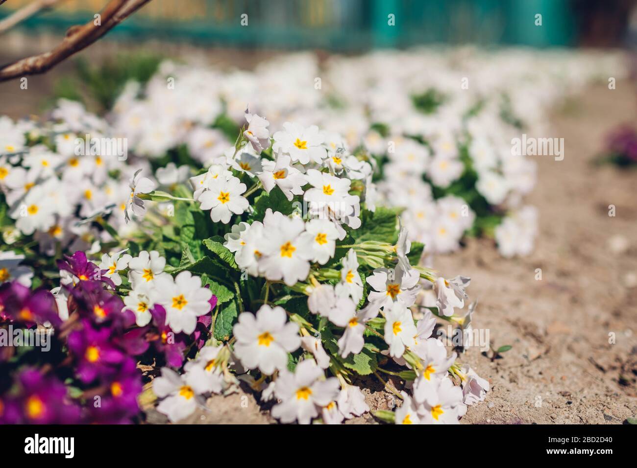 Bunch of primroses hi-res stock photography and images - Alamy