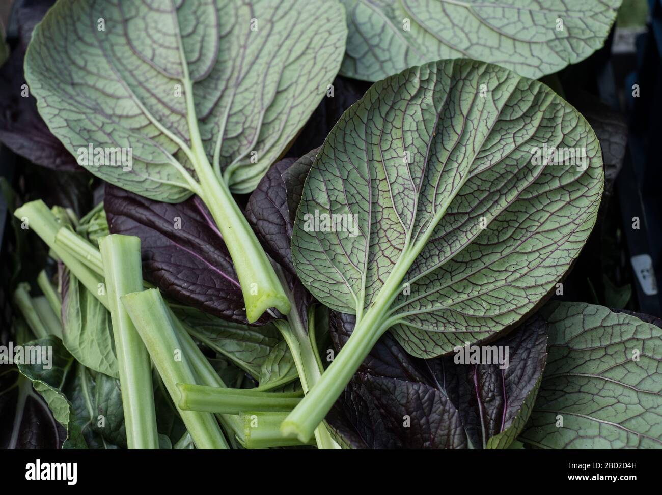 Pak choi grown at Hillside Farm, Bryher, Isles of Scilly Stock Photo ...