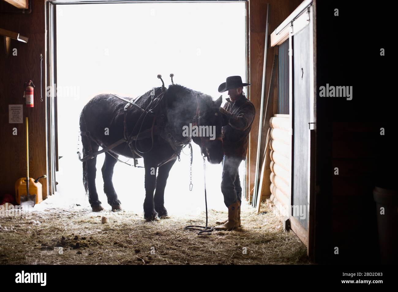 Man saddling up his horse Stock Photo - Alamy