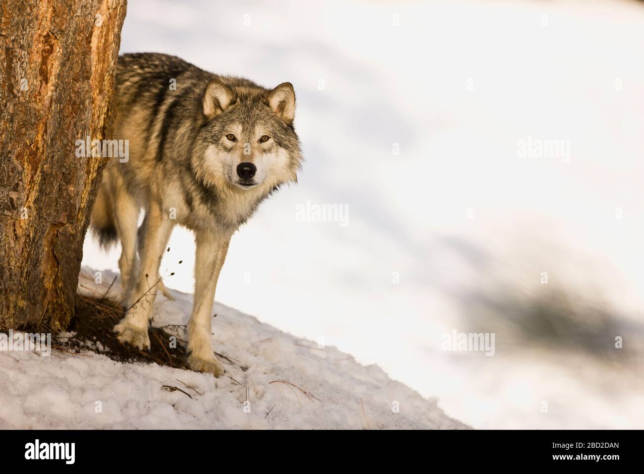Wolf behind tree hi-res stock photography and images - Alamy