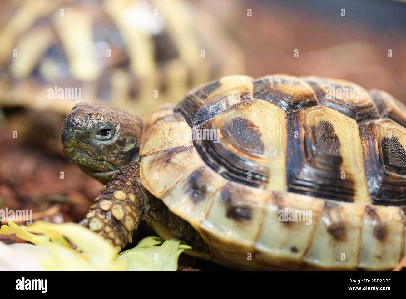 Hermann's tortoise (Testudo hermanni boettgeri) a standing protected ...