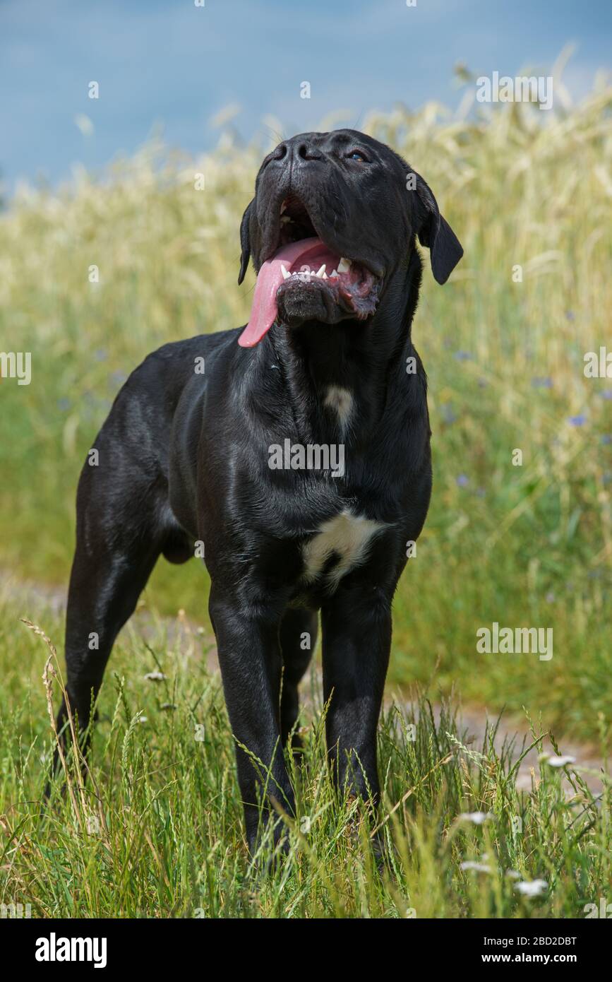 Adult cane corso dog in a summer meadow Stock Photo - Alamy