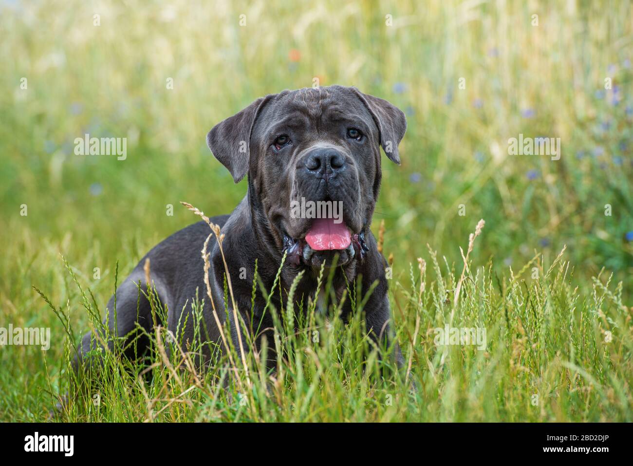 Adult cane corso dog in a summer meadow Stock Photo - Alamy