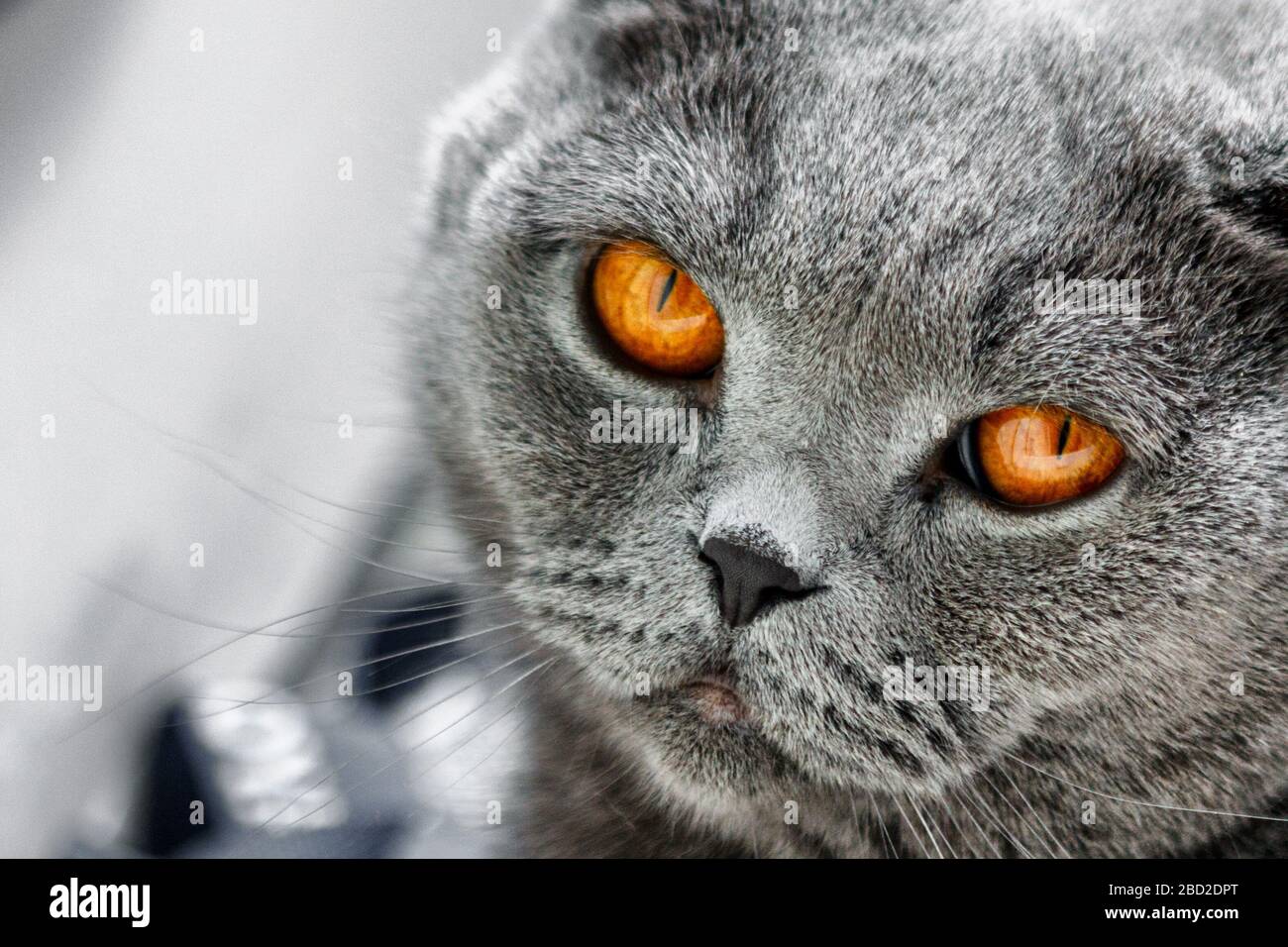The Scottish Fold is a breed of domestic cat with a natural dominant ...