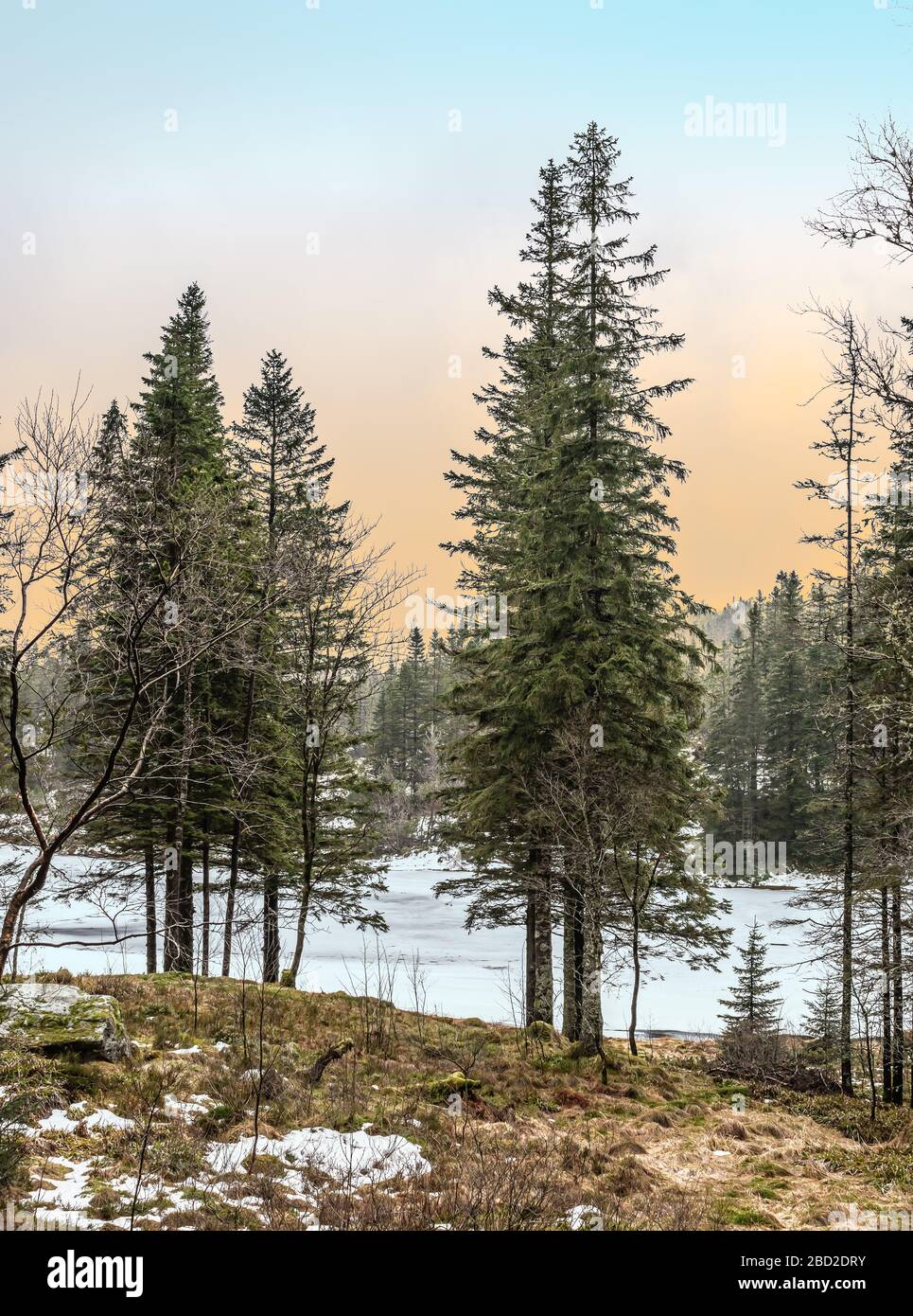Pine trees in Norwegian forest Stock Photo - Alamy