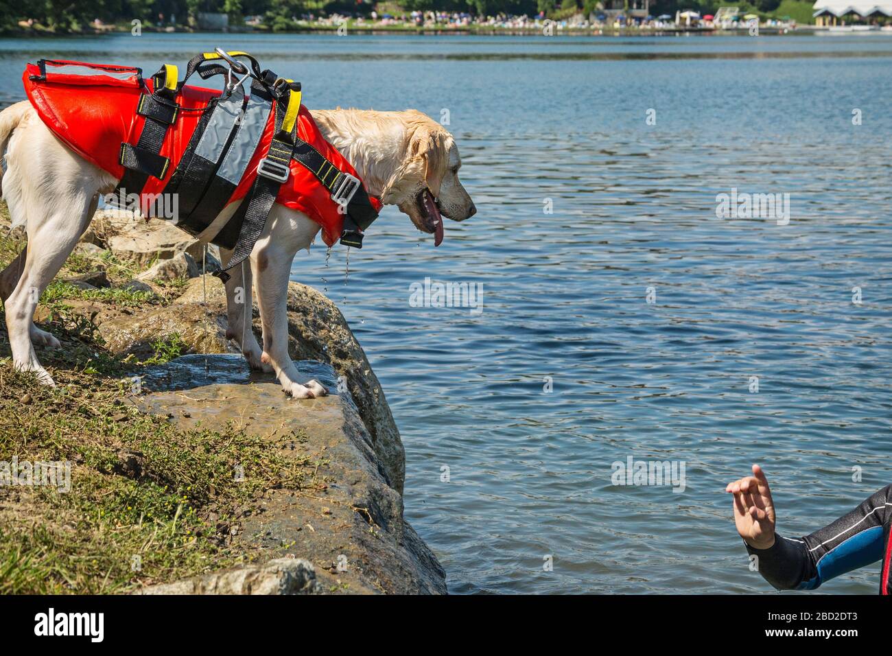 Sea rescue dog italy hi-res stock photography and images - Alamy