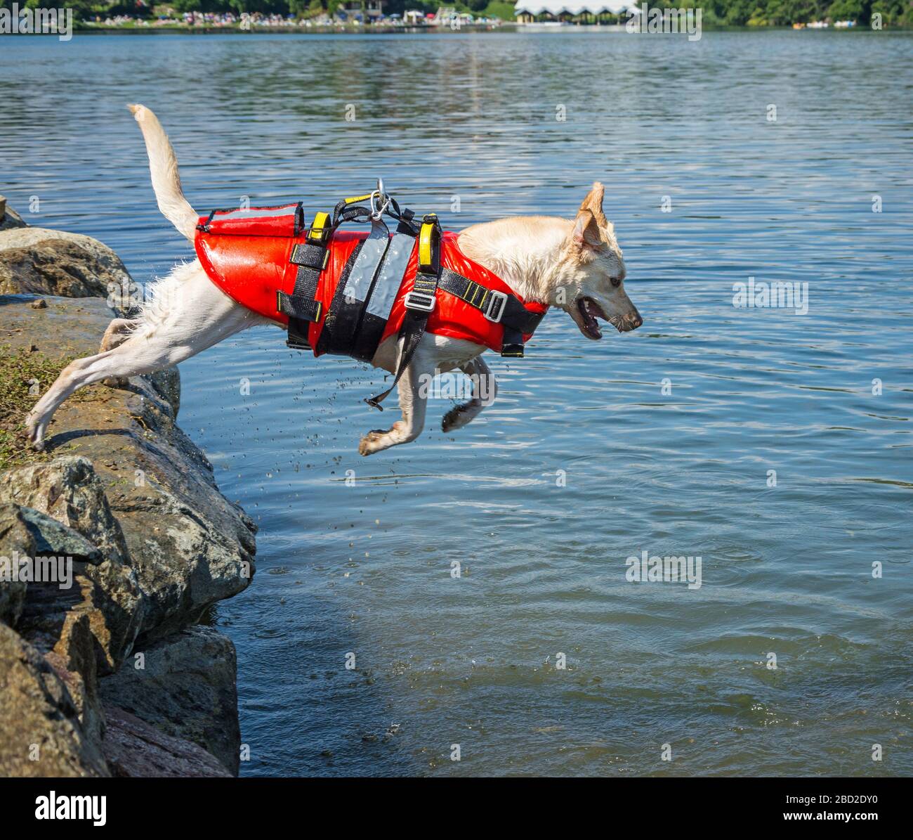 Dog lifeguard italy hi-res stock photography and images - Alamy