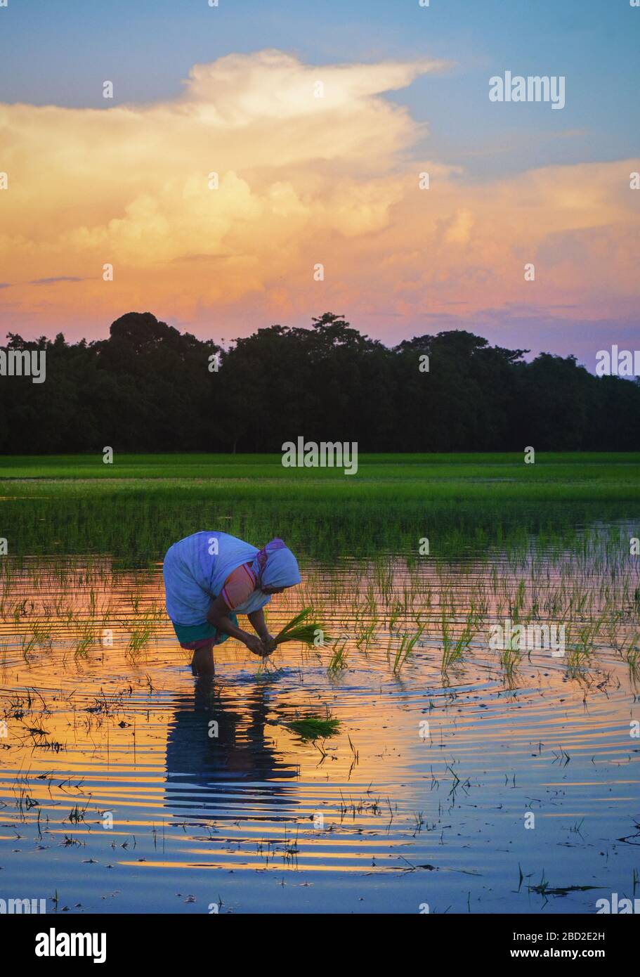 Crop cultivators in a Paddy field of Assam Stock Photo - Alamy