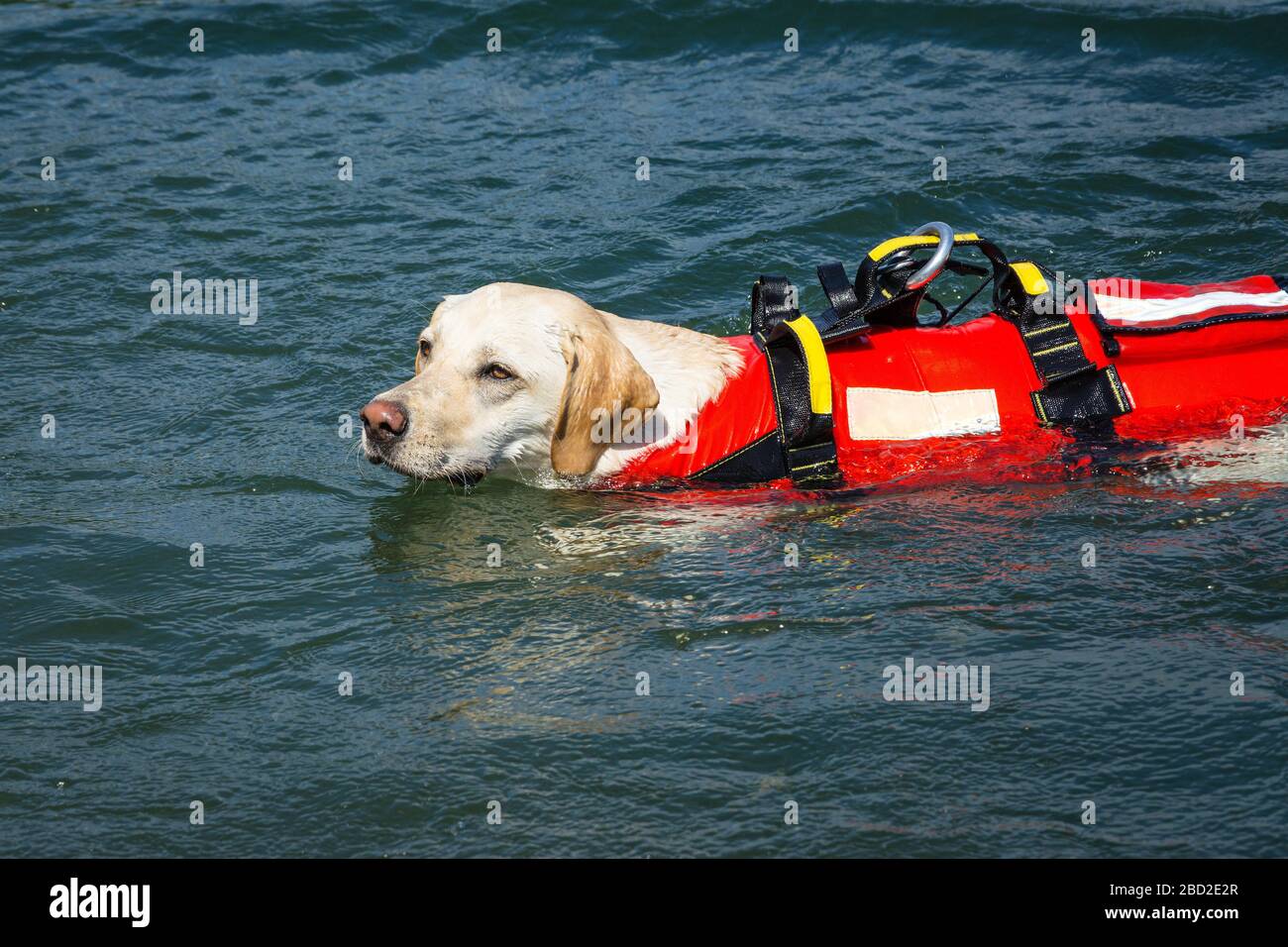 Baywatch dog hi-res stock photography and images - Alamy
