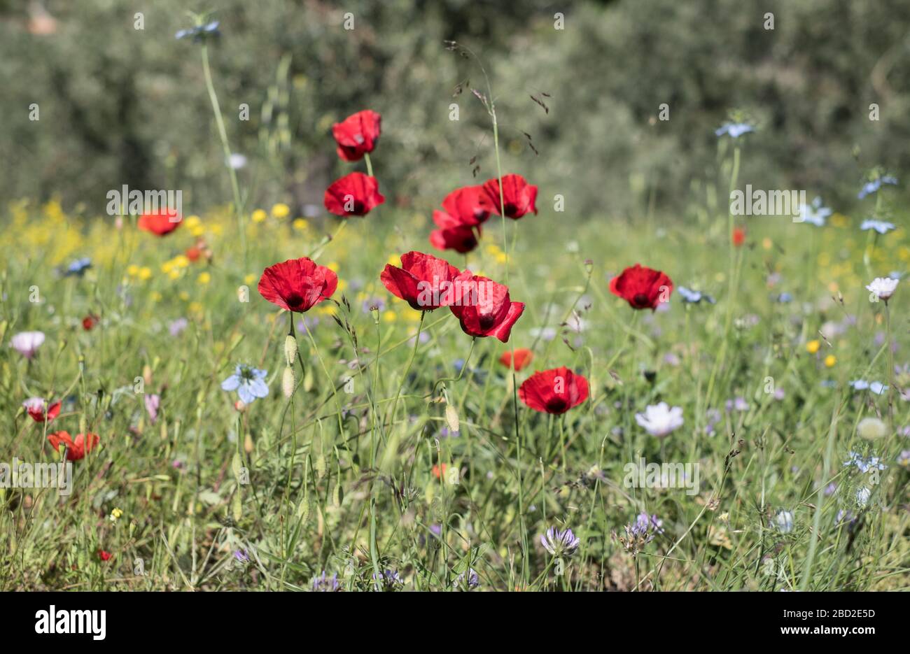 Wild spring flowers on the Greek island of Alonissos, northern Sporades ...