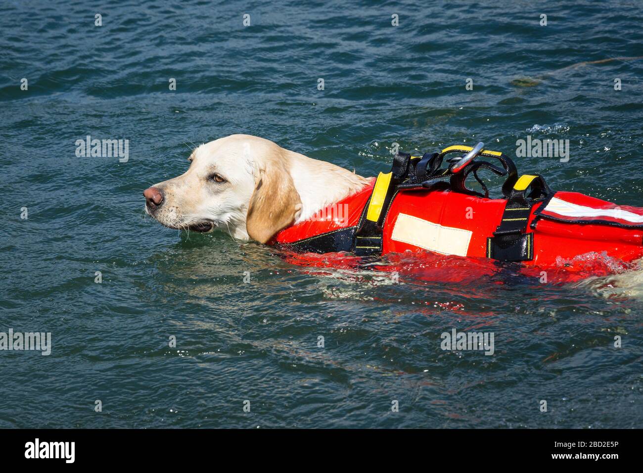 Lifeguard dog italy hi-res stock photography and images - Alamy
