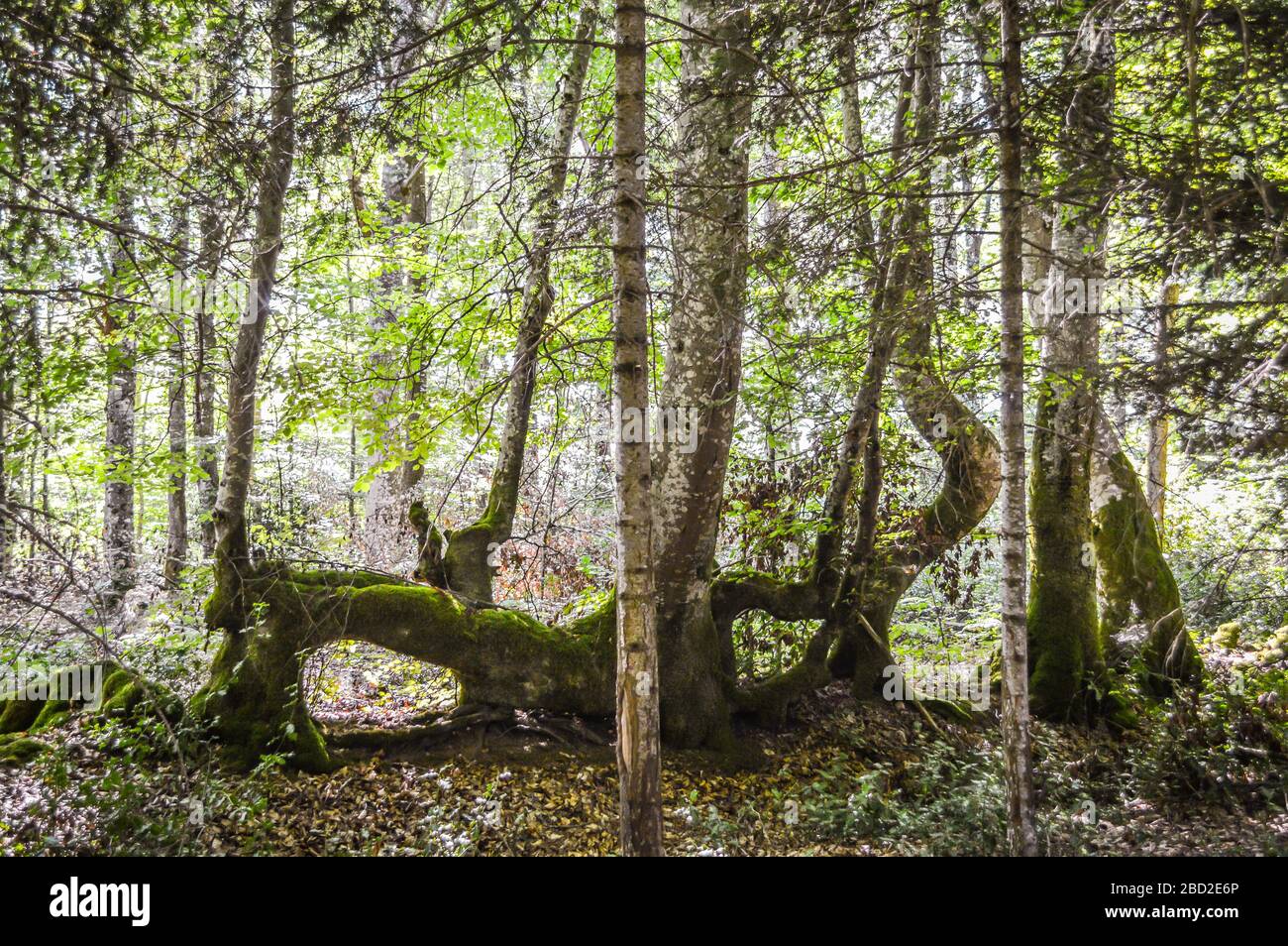 Strange shape trees in the forest, Corrèze, France Stock Photo - Alamy
