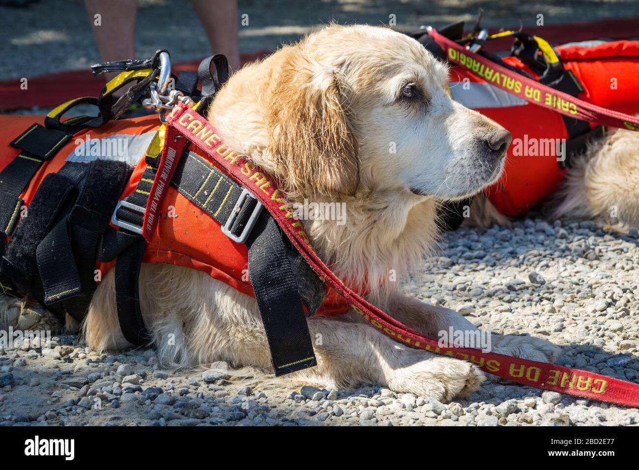 Lifeguard dog italy hi-res stock photography and images - Alamy