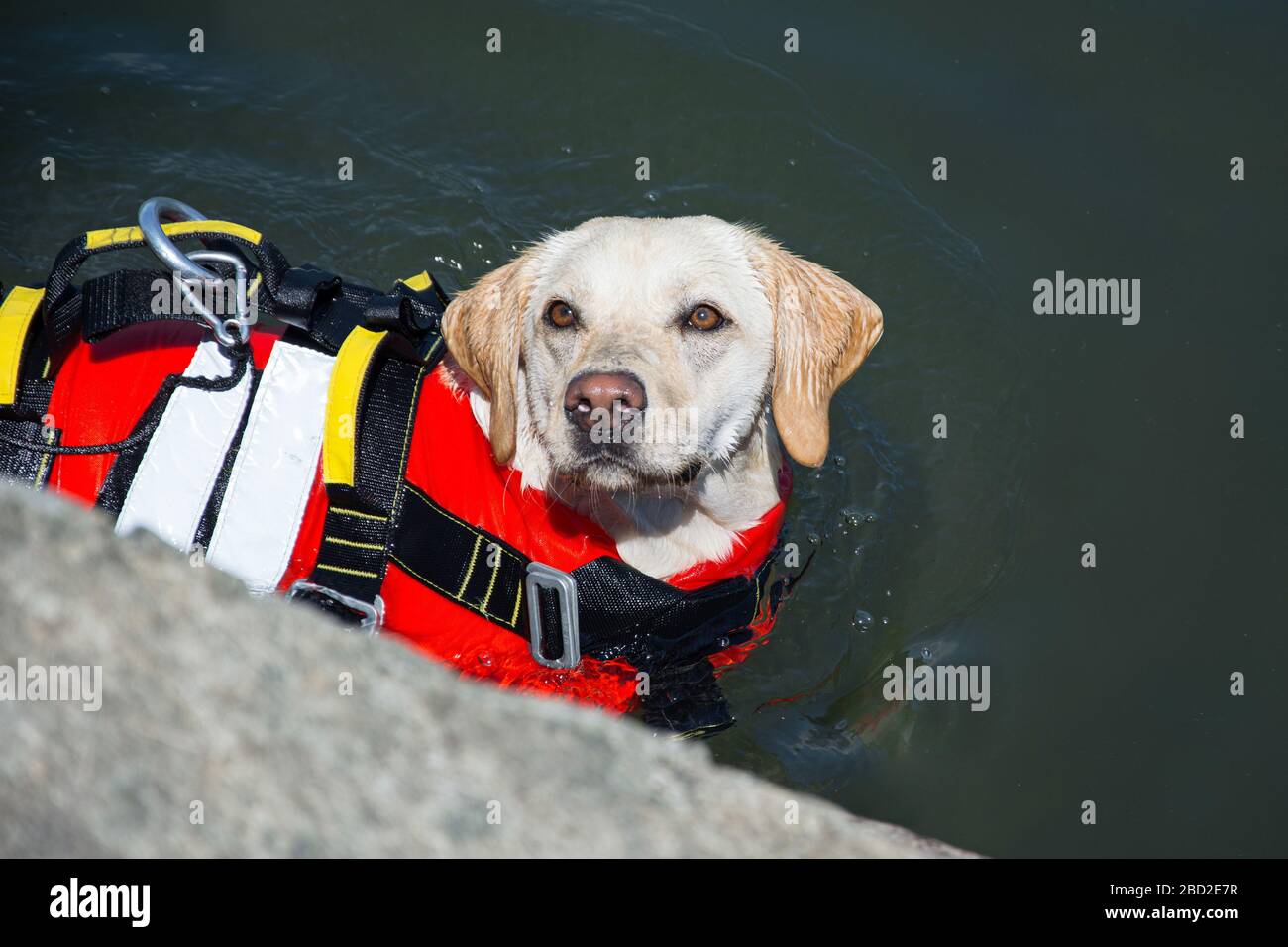 Baywatch dog hi-res stock photography and images - Alamy