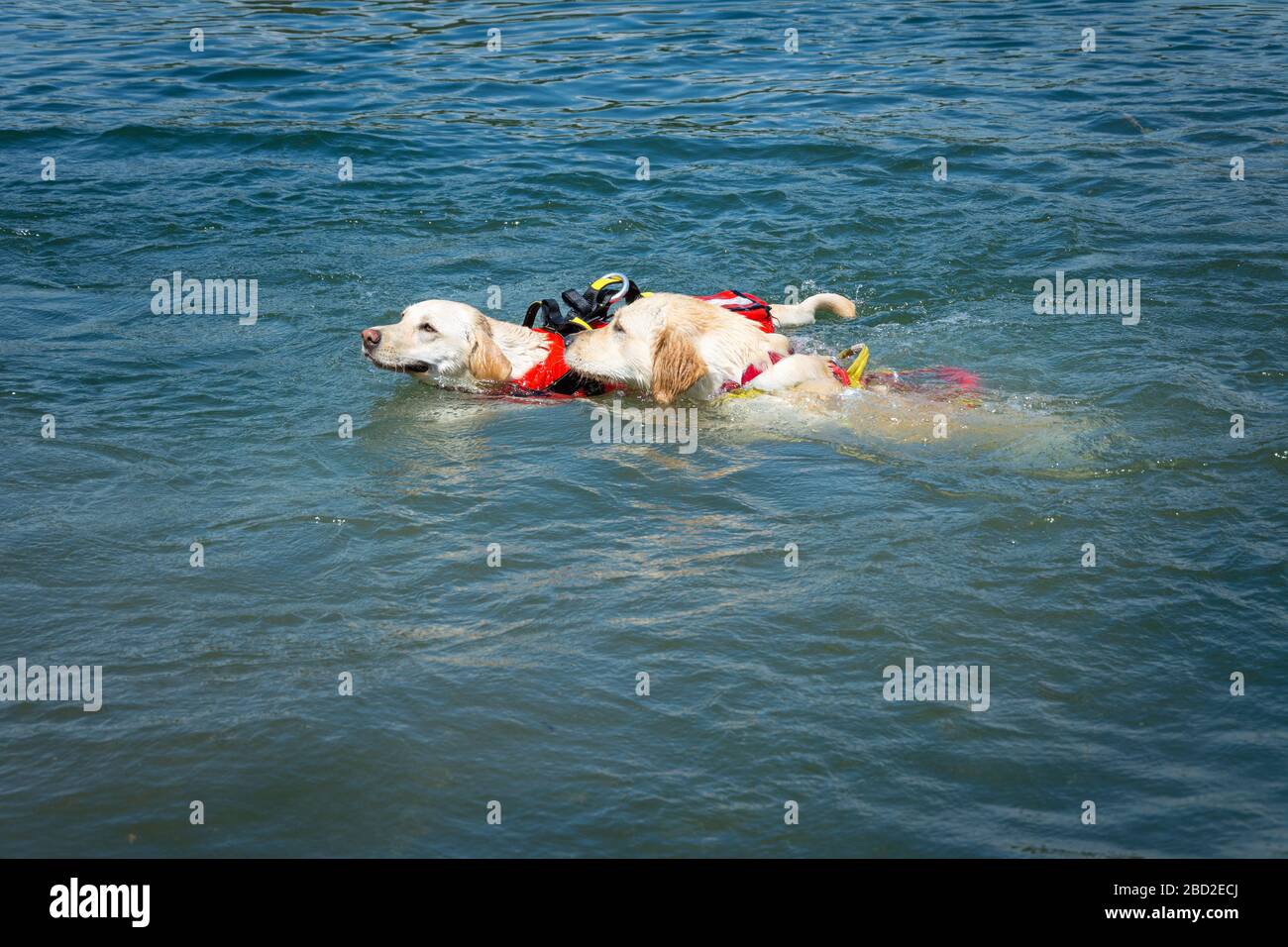 Baywatch dog hi-res stock photography and images - Alamy