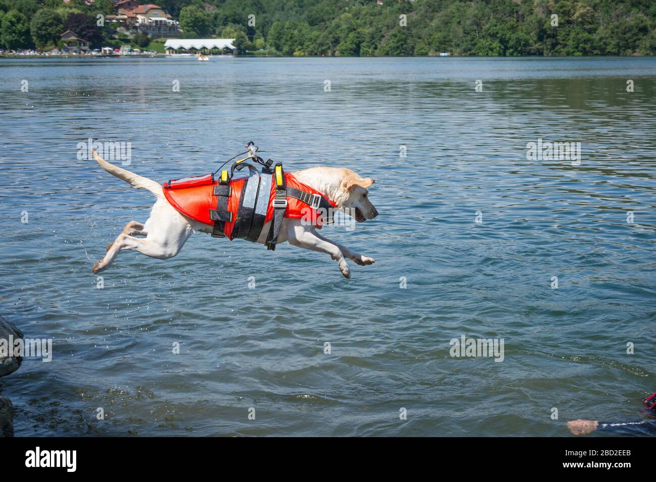 Lifeguard dog hi-res stock photography and images - Alamy
