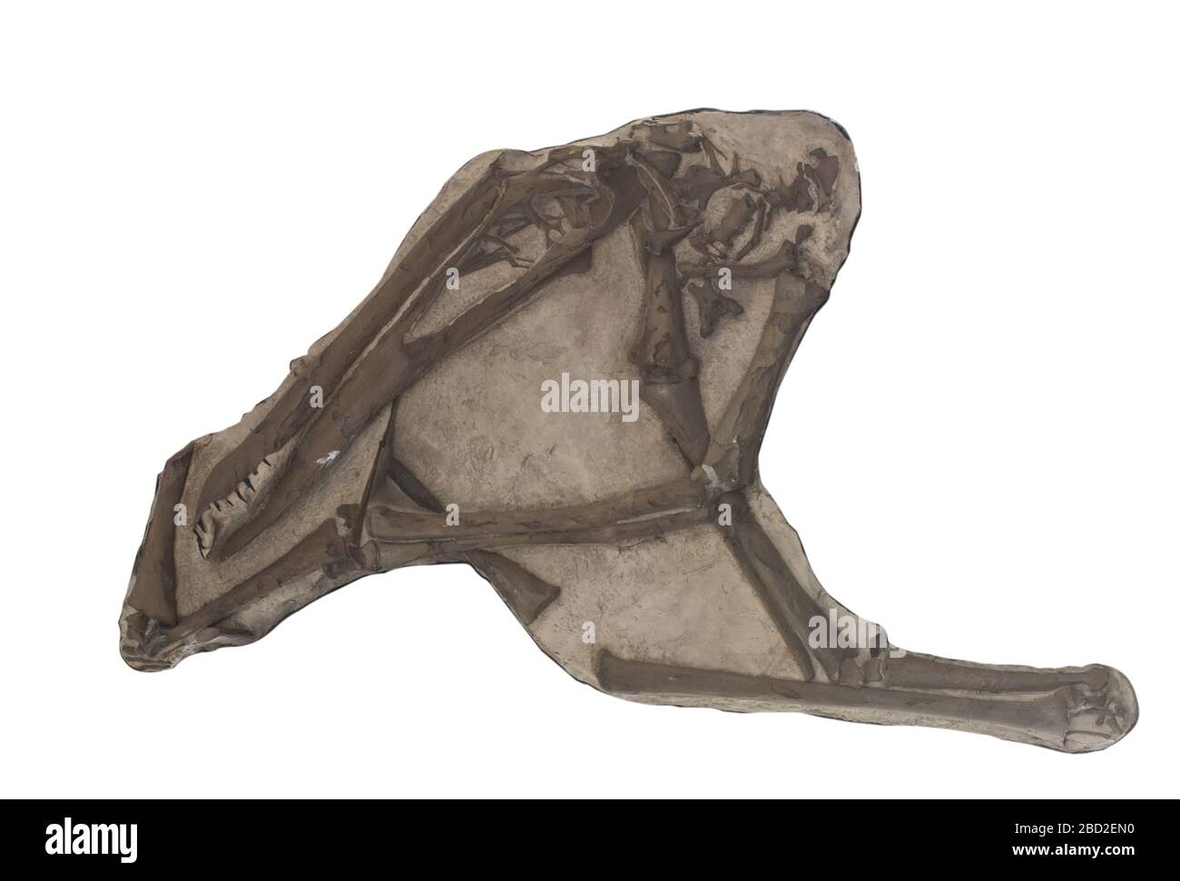 Pterodactyl skeleton hi-res stock photography and images - Alamy