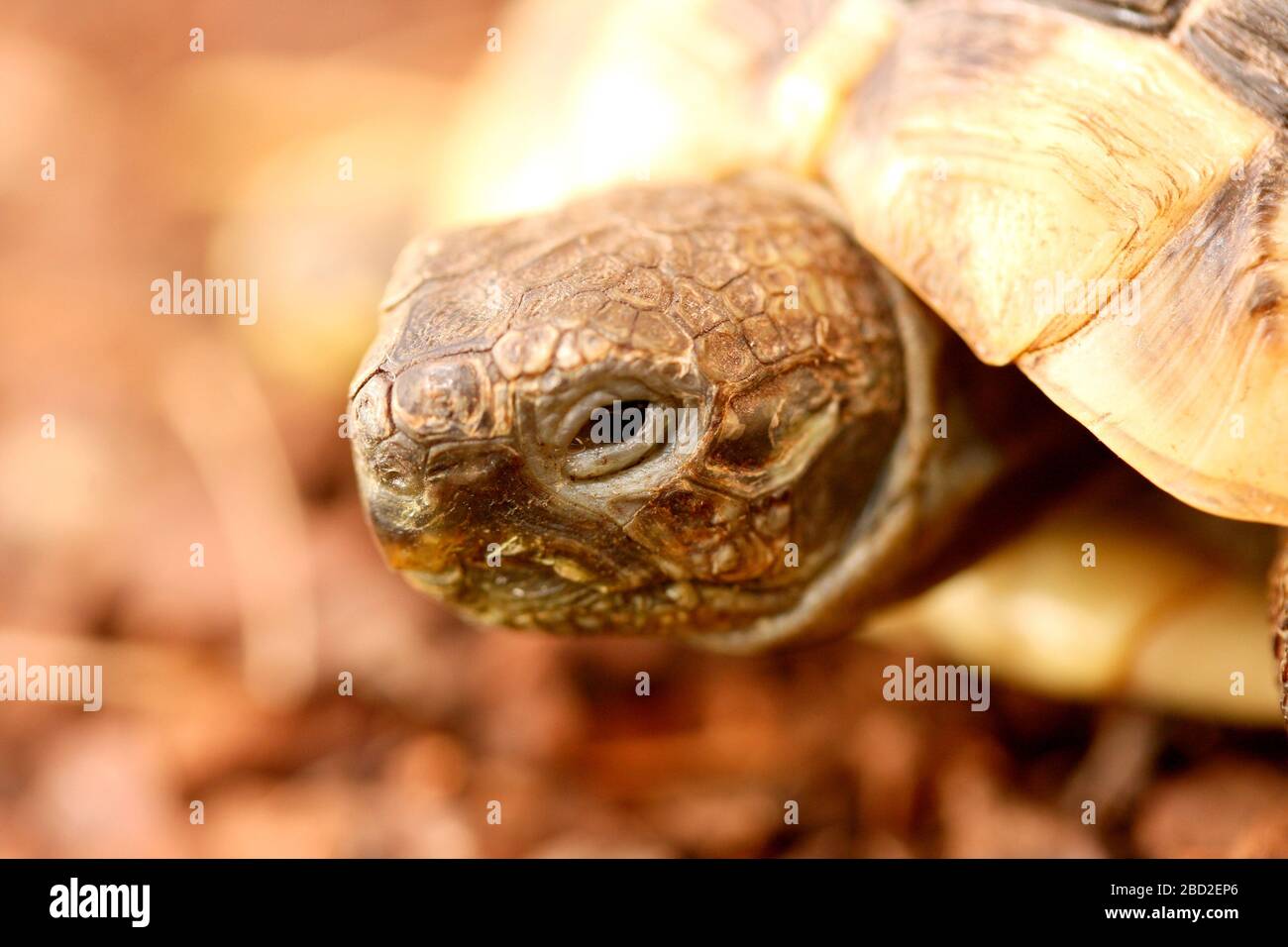 Hermann's tortoise (Testudo hermanni boettgeri) a standing protected ...
