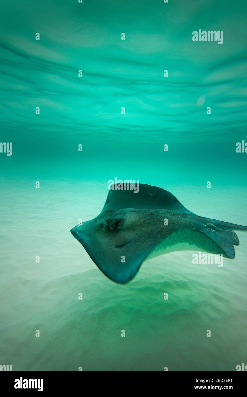 Stingray swim ocean floor hi-res stock photography and images - Alamy