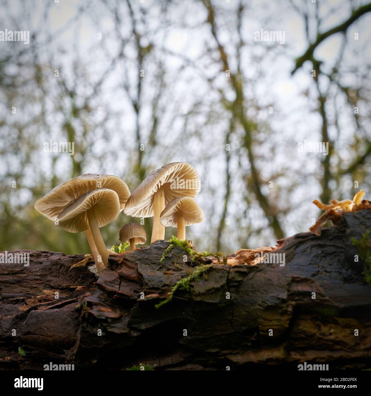 common bonnet (Mycena galericulata) on a dead tree trunk in the forest ...