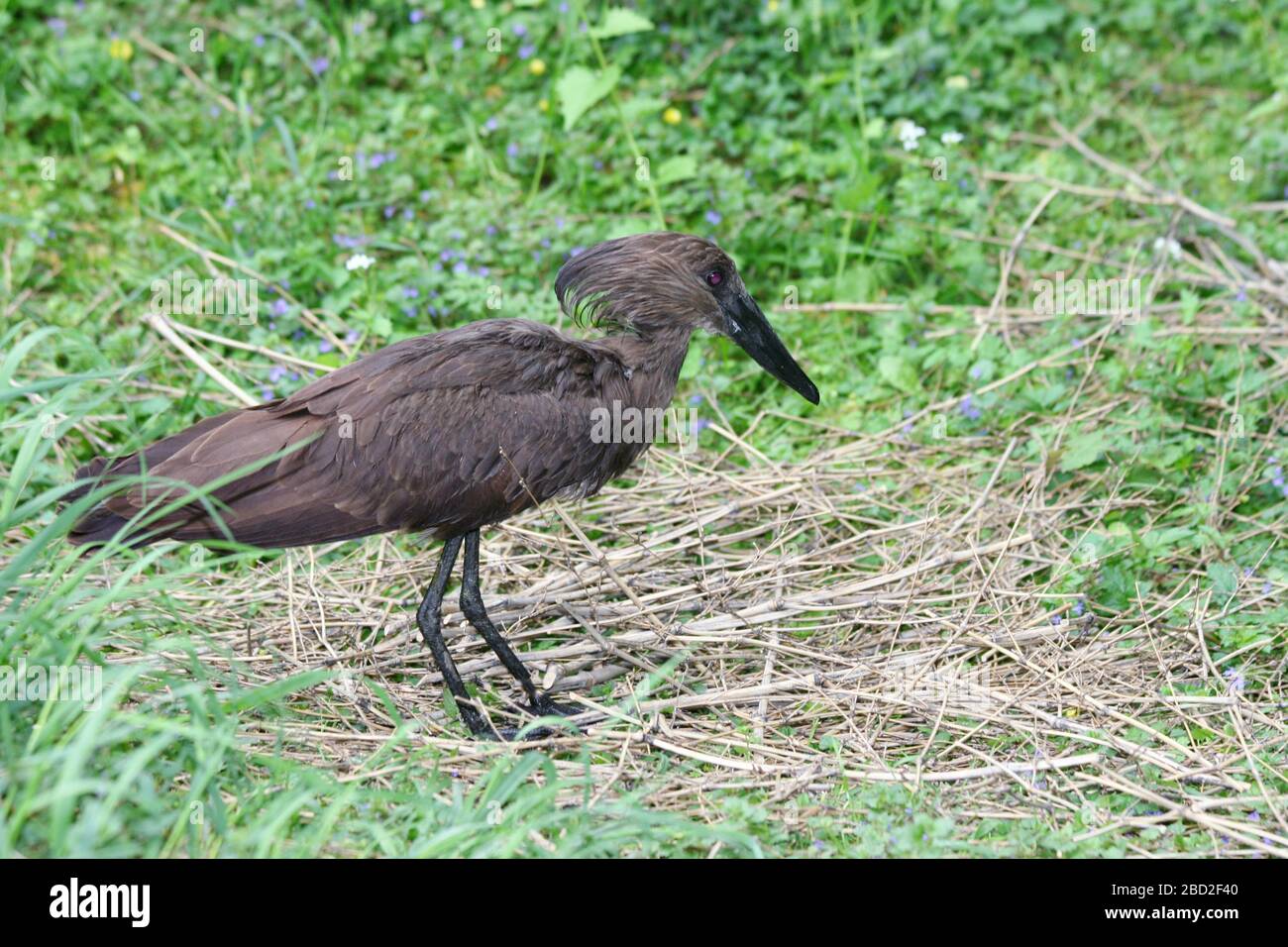 The hammerhead (Scopus umbretta) a living in Africa waterfowl Der ...